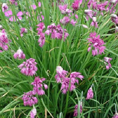 Allium _cyathophorum_farreri – Border Alpines
