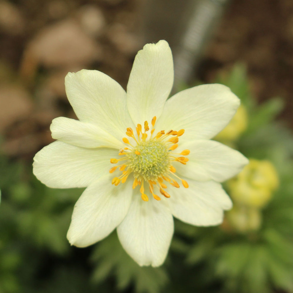 Anemone multifida var magellanica – Border Alpines