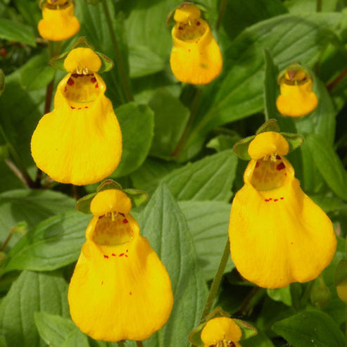 Calceolaria John Innes – Border Alpines