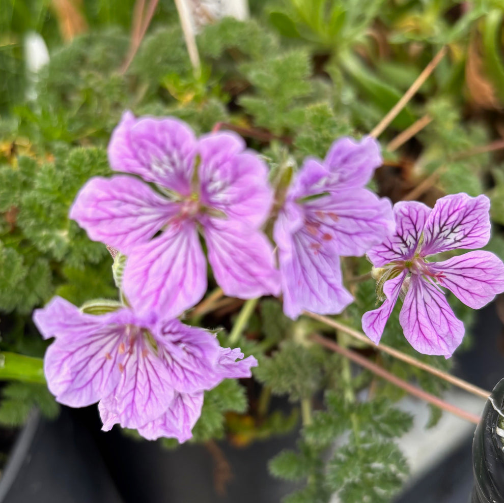 Erodium Southern Belle – Border Alpines