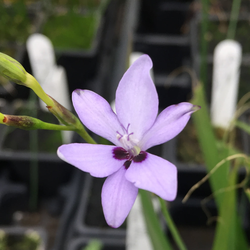 Freesia laxa Azurea – Border Alpines