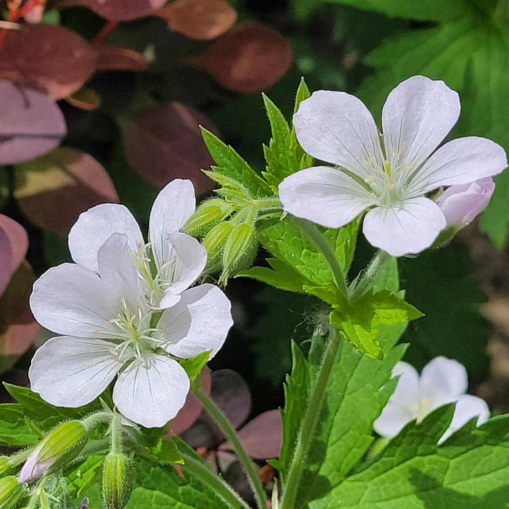 Geranium phaeum Album – Border Alpines