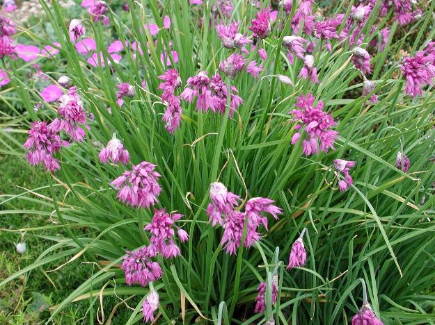 Allium _cyathophorum_farreri – Border Alpines