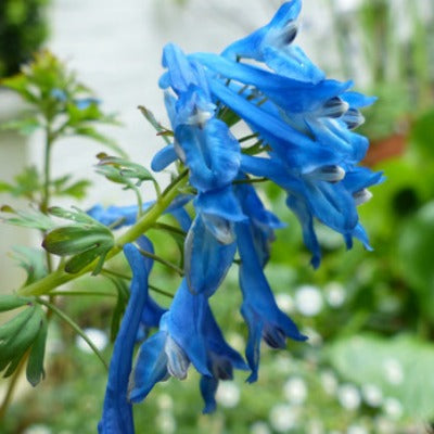 Corydalis Blue Line – Border Alpines