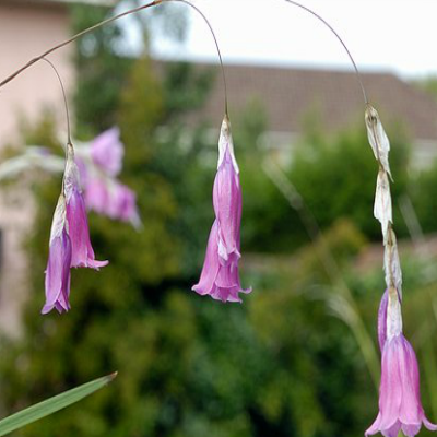 Dierama mossii – Border Alpines