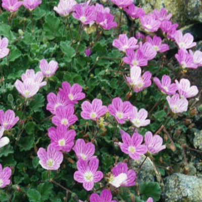 Erodium x variabile 'William Bishop' – Border Alpines