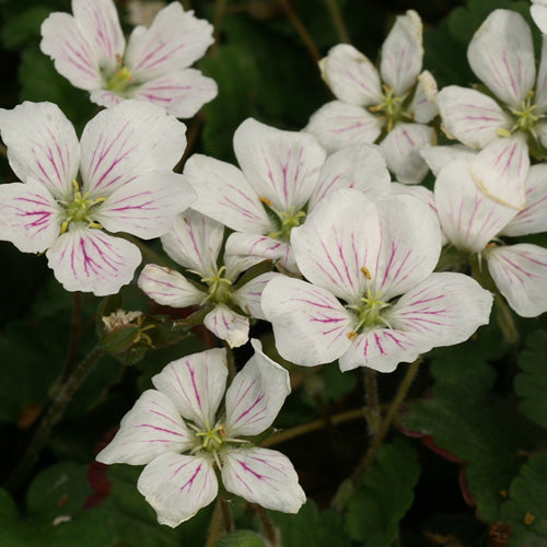 Erodium x variabile 'Joe Elliott' – Border Alpines