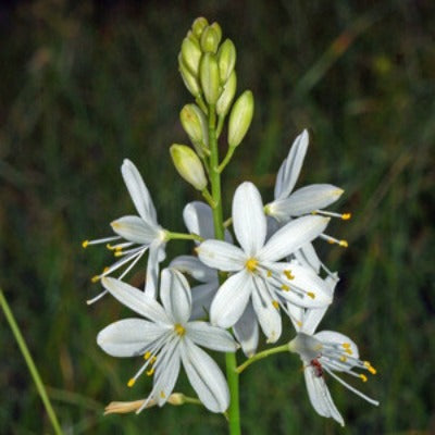 Paradisia lusitanica – Border Alpines