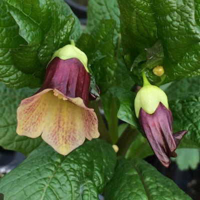 Scopolia carniolica Zwanenburg – Border Alpines