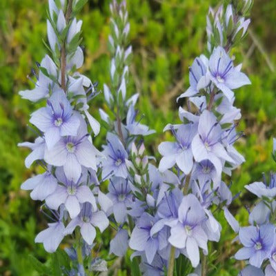 Veronica prostrata Spode Blue – Border Alpines